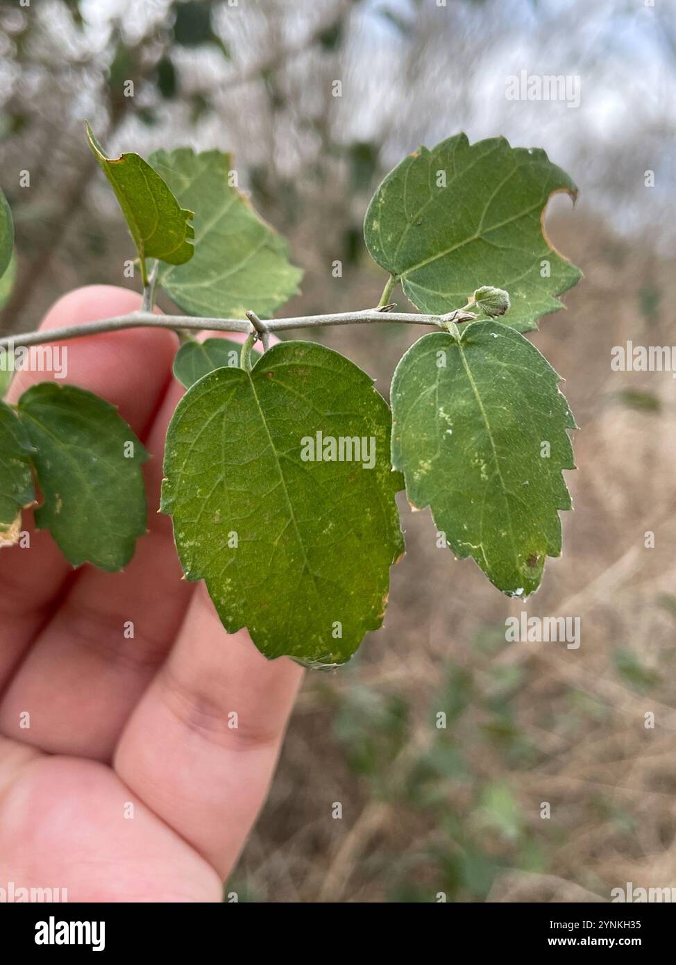 spiny hackberry (Celtis pallida Stock Photo - Alamy