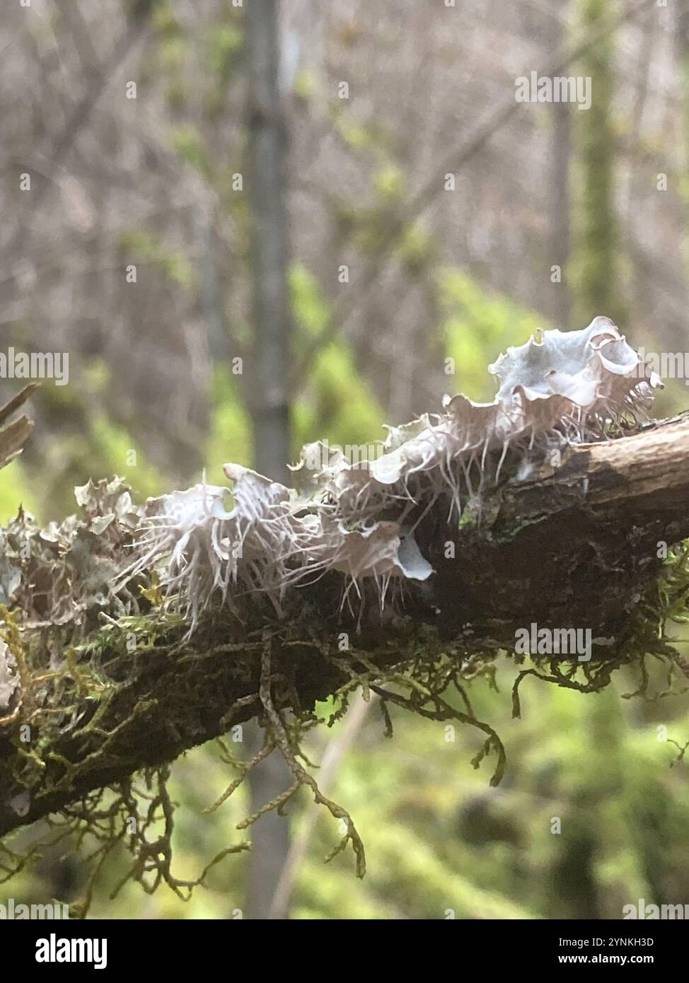scaly pelt lichen (Peltigera praetextata Stock Photo - Alamy
