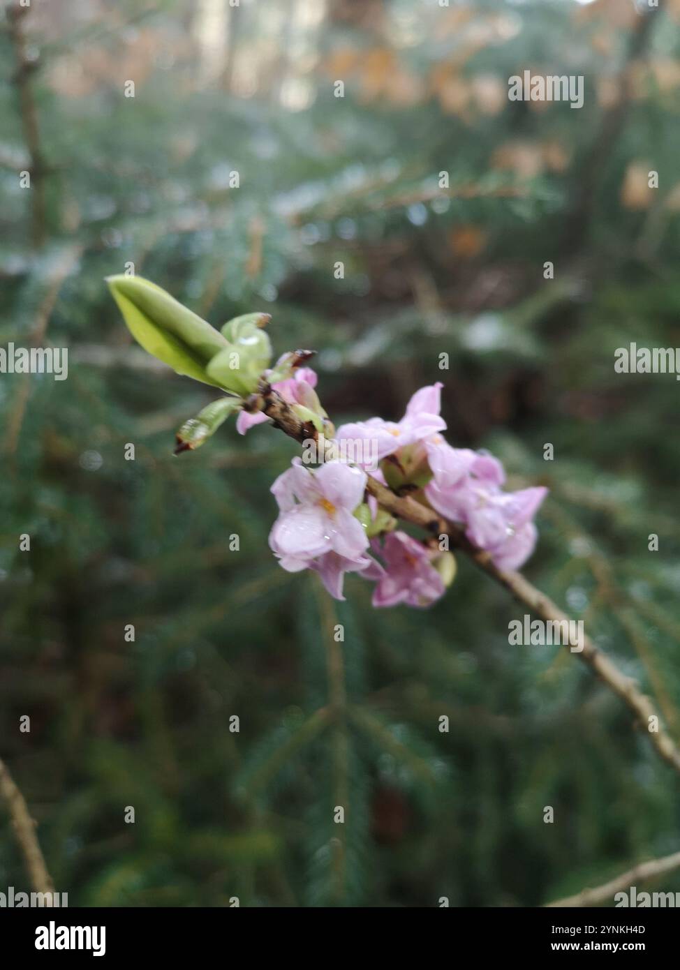 Mezereon (Daphne mezereum Stock Photo - Alamy