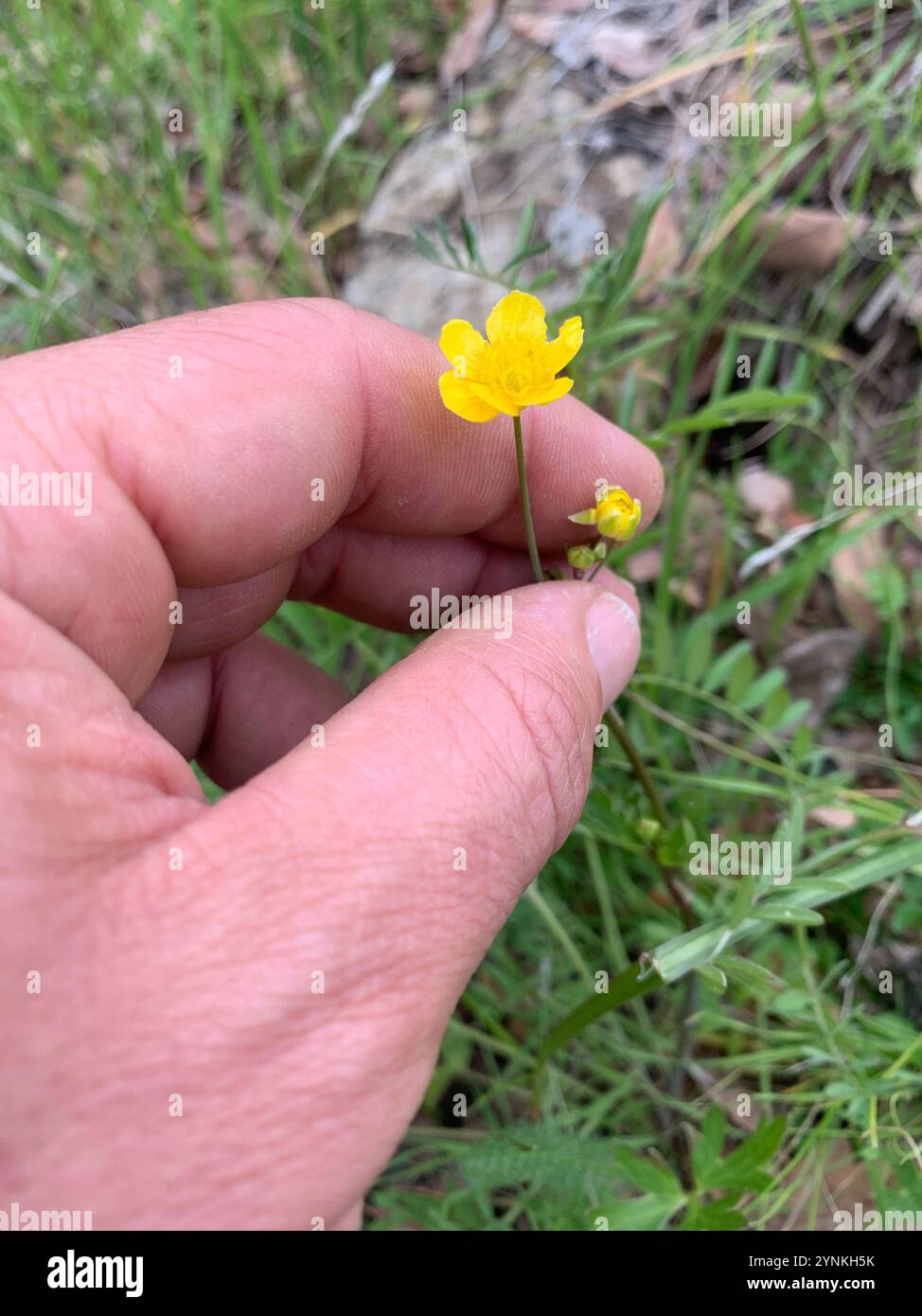 Western Buttercup (Ranunculus occidentalis Stock Photo - Alamy