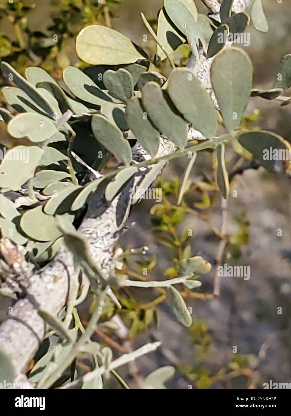 desert ironwood (Olneya tesota Stock Photo - Alamy