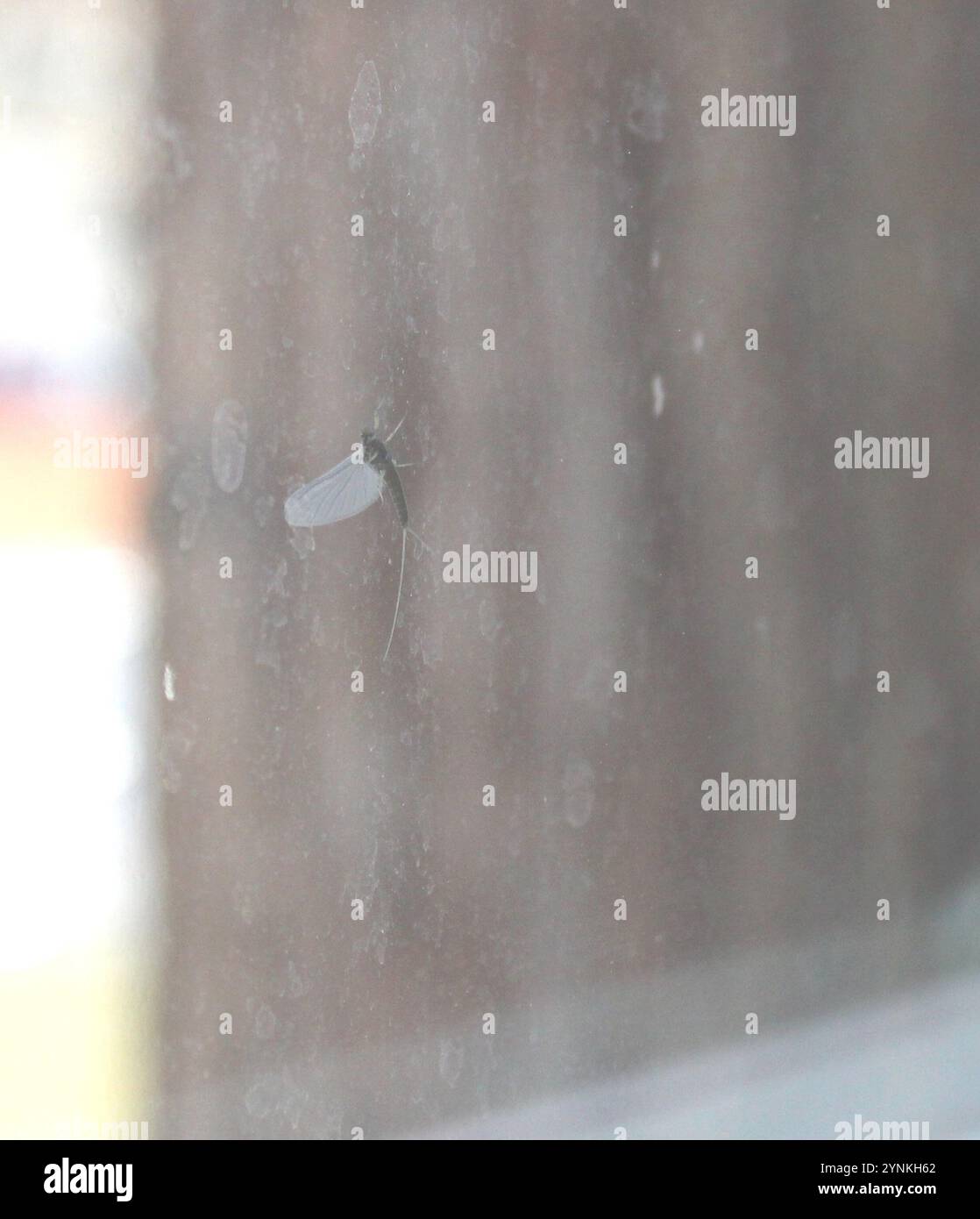 Small Mayflies (Baetidae Stock Photo - Alamy