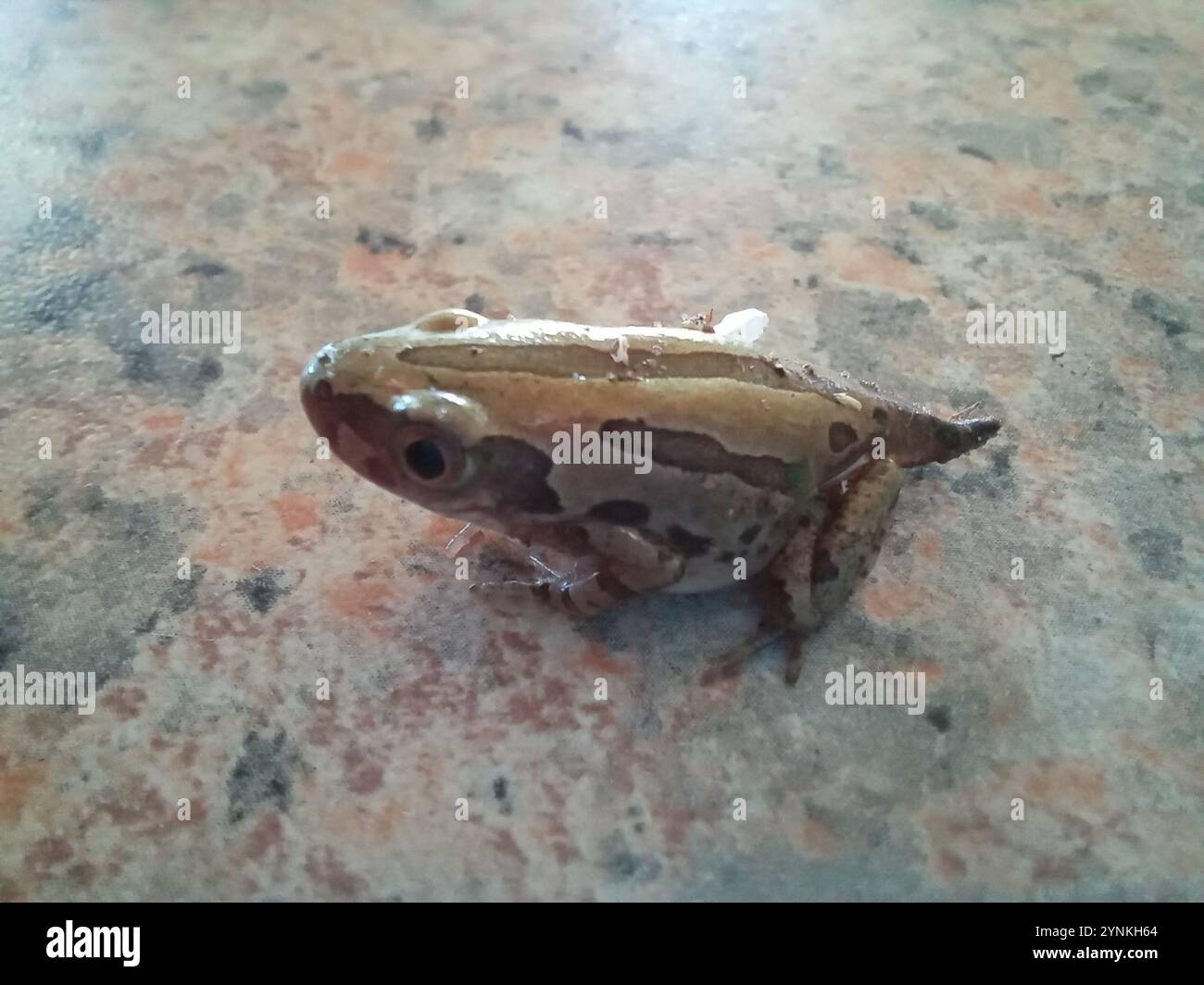 Senegal Running Frog (Kassina senegalensis Stock Photo - Alamy