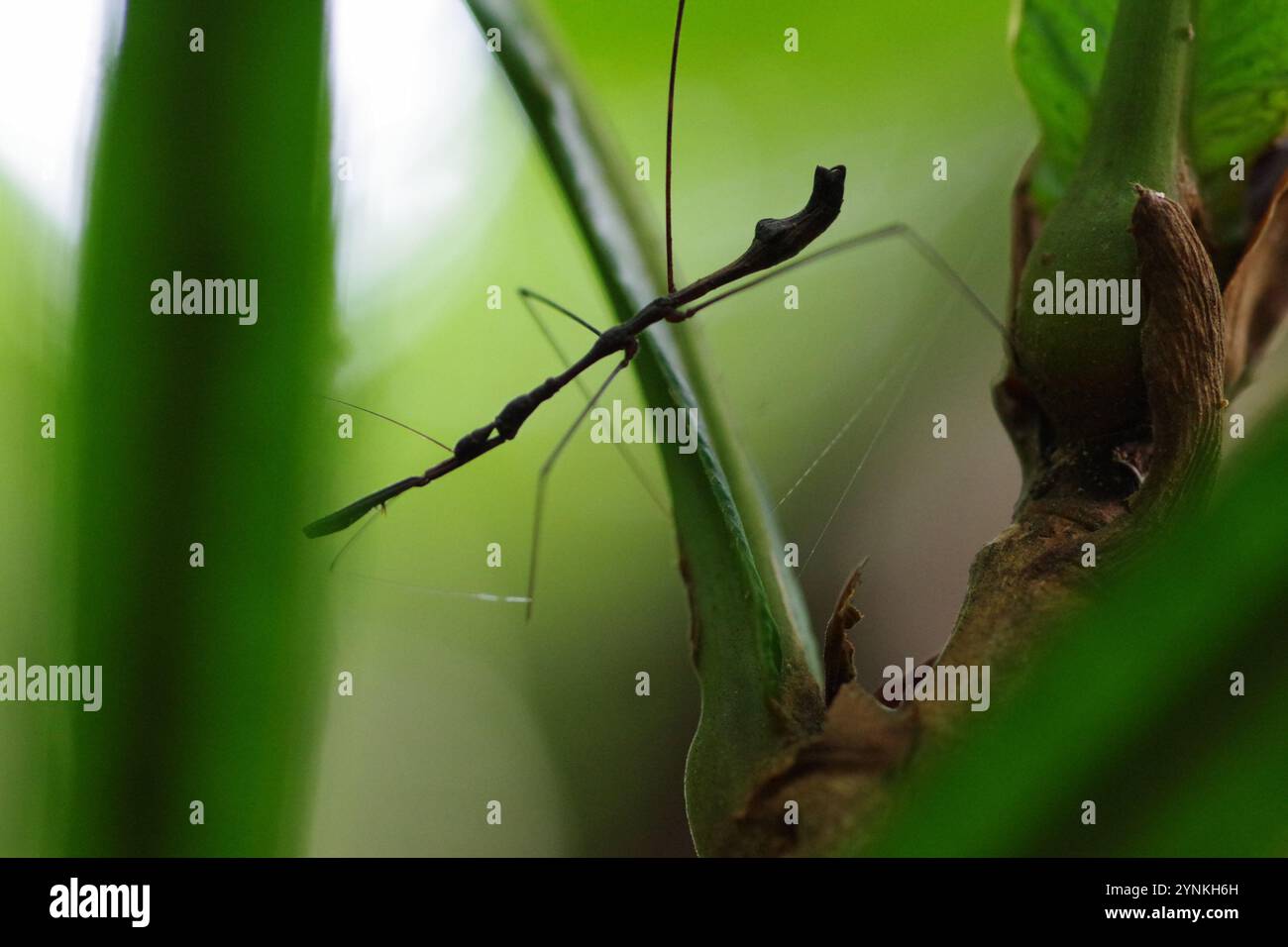 Thread-legged Bugs (Emesinae Stock Photo - Alamy
