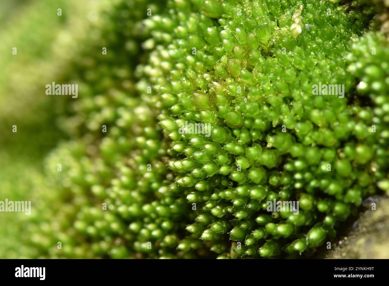 Capillary Thread-moss (Ptychostomum capillare Stock Photo - Alamy