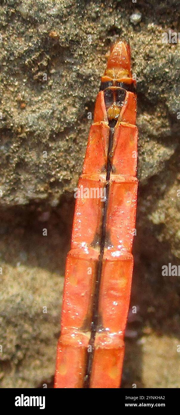 Orange winged dropwing hi-res stock photography and images - Alamy