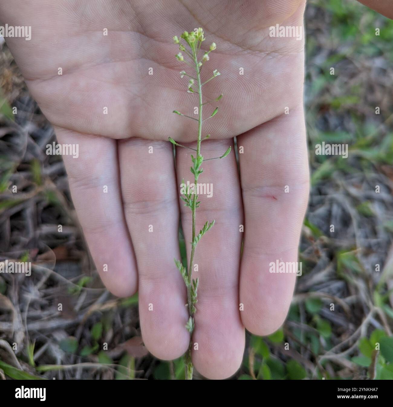 Western Tansymustard (Descurainia pinnata Stock Photo - Alamy