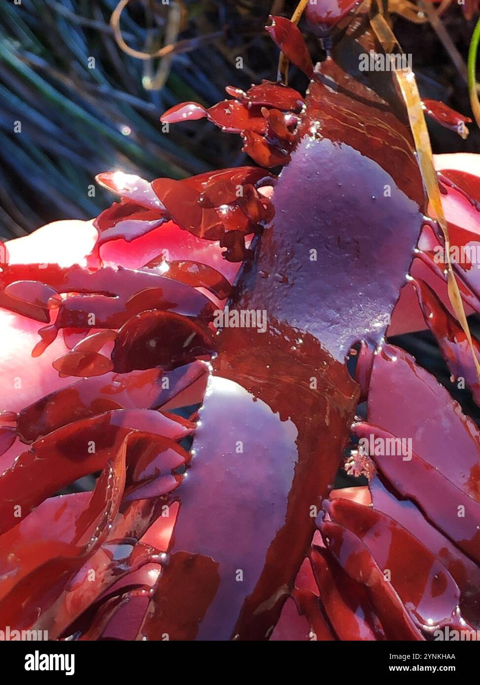 Bleach Weed (Prionitis sternbergii Stock Photo - Alamy