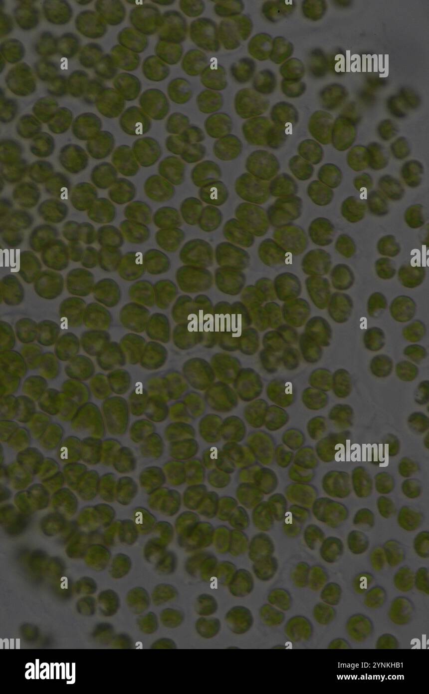 green algae (Chlorophyta Stock Photo - Alamy