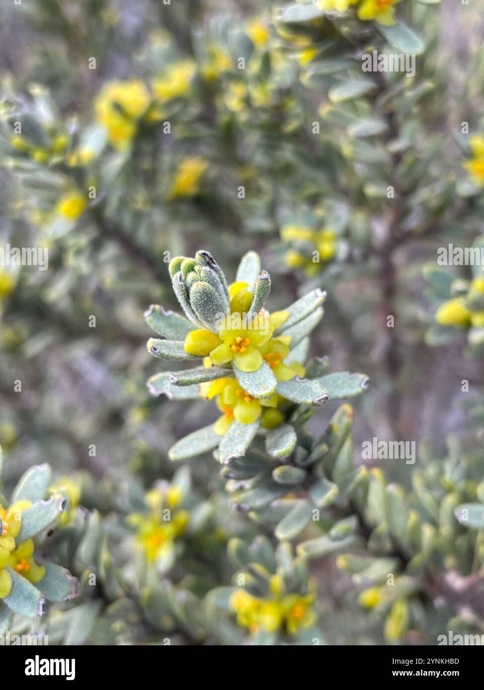 Thymelaea tinctoria hi-res stock photography and images - Alamy