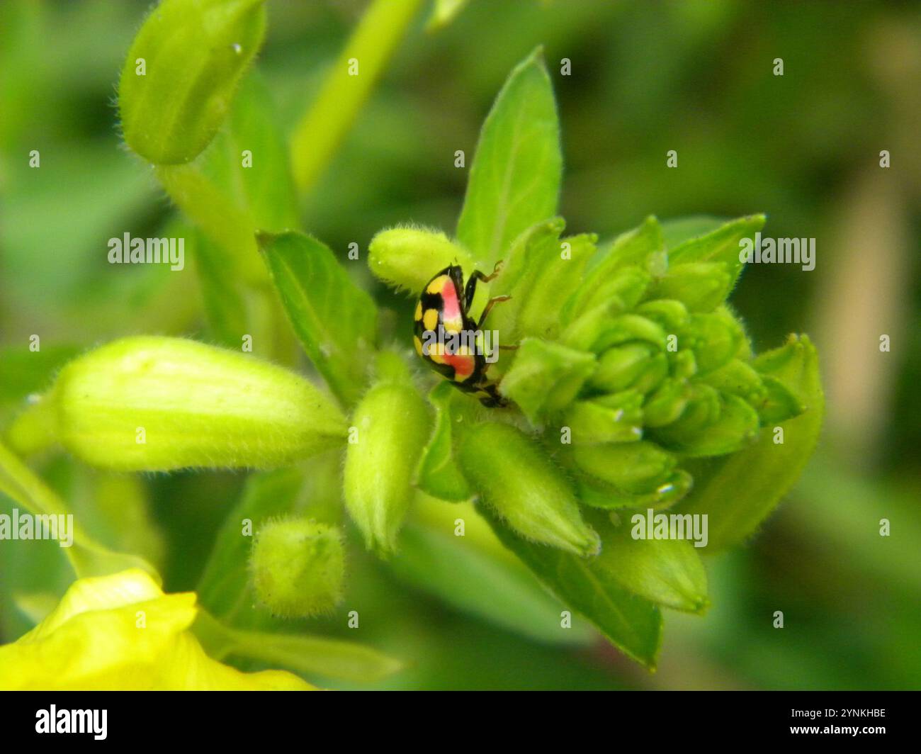Sulfurous Lady Beetle (Cheilomenes sulphurea Stock Photo - Alamy