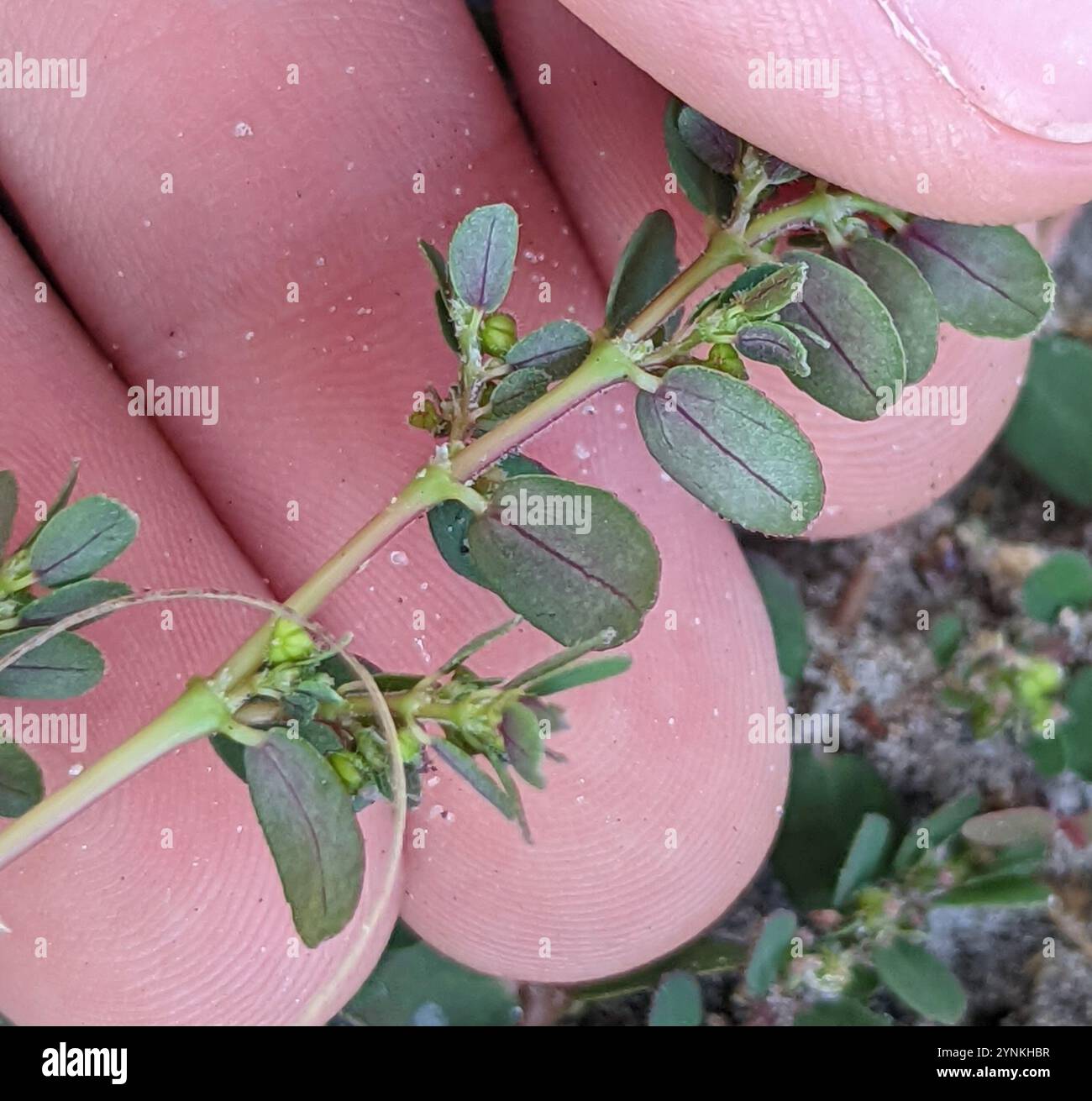 prostrate sandmat (Euphorbia prostrata Stock Photo - Alamy