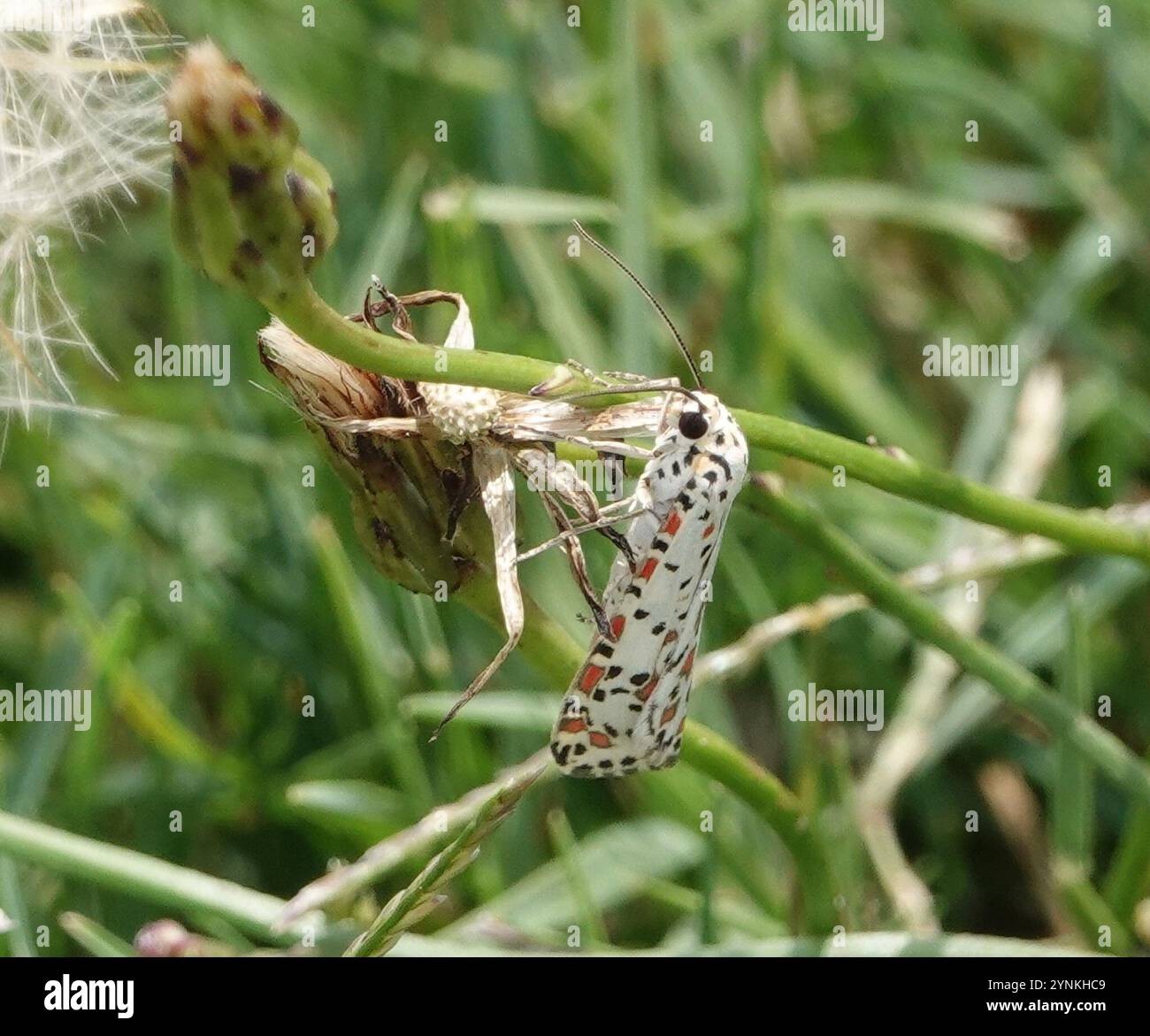 Rattlepod Moths (Utetheisa Stock Photo - Alamy
