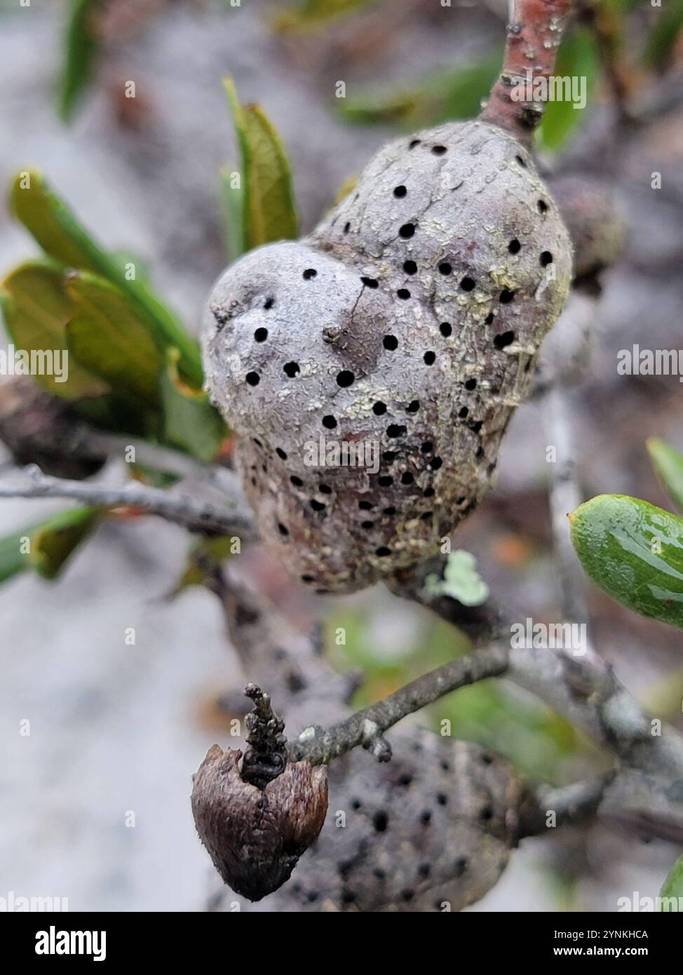 Southern Live Oak Stem Gall Wasp (Callirhytis quercusbatatoides Stock ...