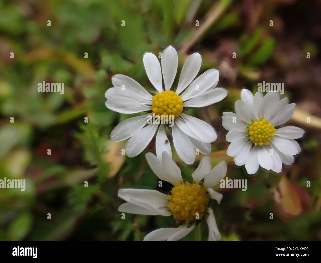 Annual Daisy (Bellis annua Stock Photo - Alamy