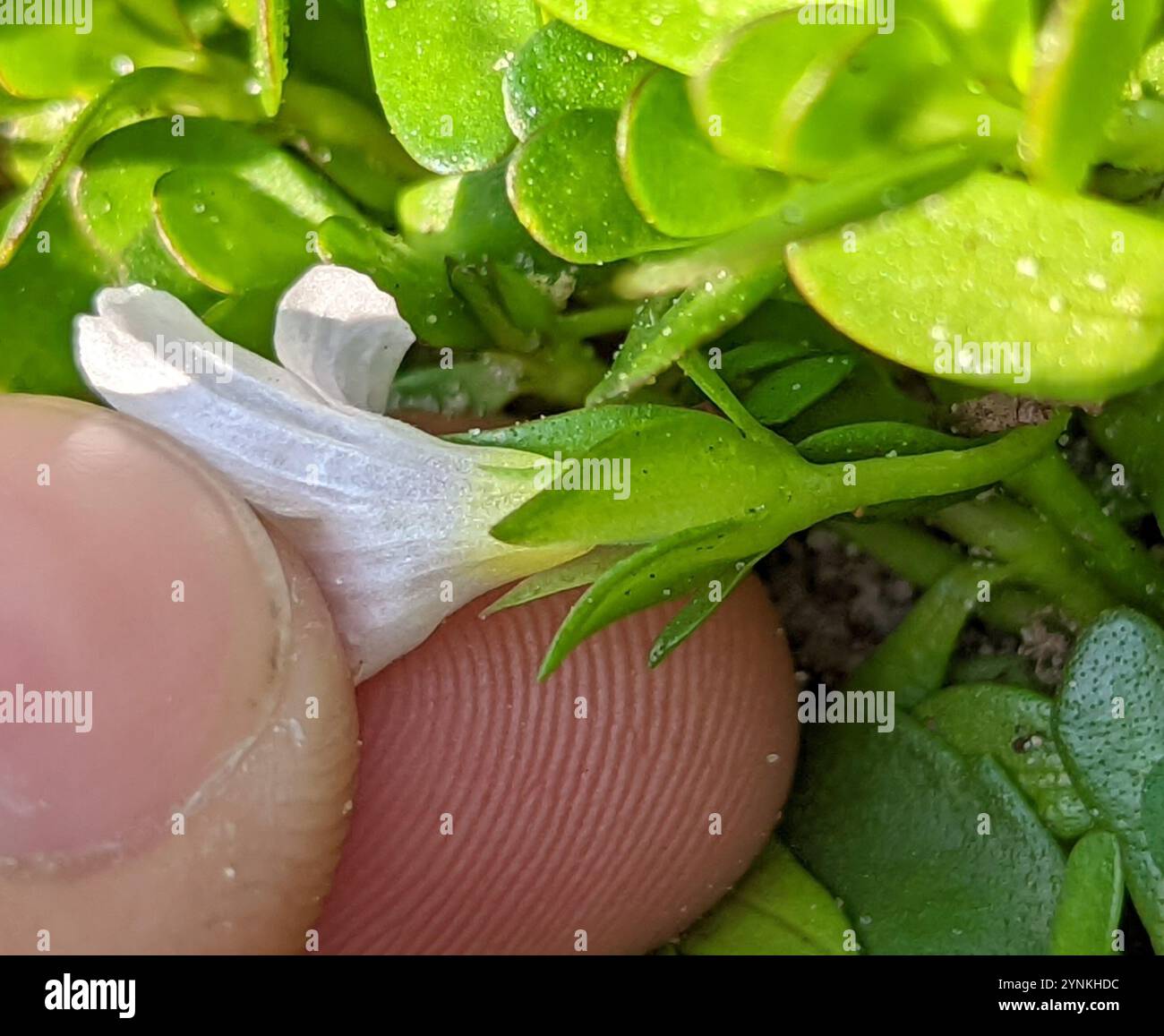 Herb-of-Grace (Bacopa monnieri Stock Photo - Alamy