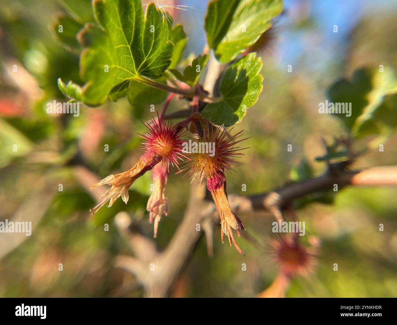 currants and gooseberries (Ribes Stock Photo - Alamy