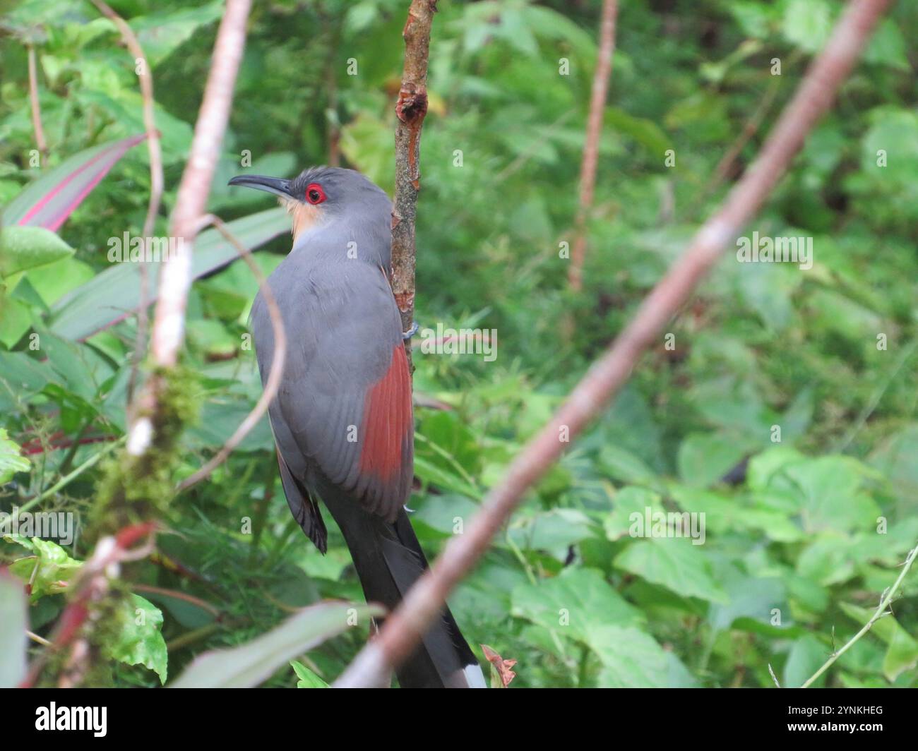 Hispaniolan Lizard Cuckoo (Mainland) (Coccyzus longirostris ...