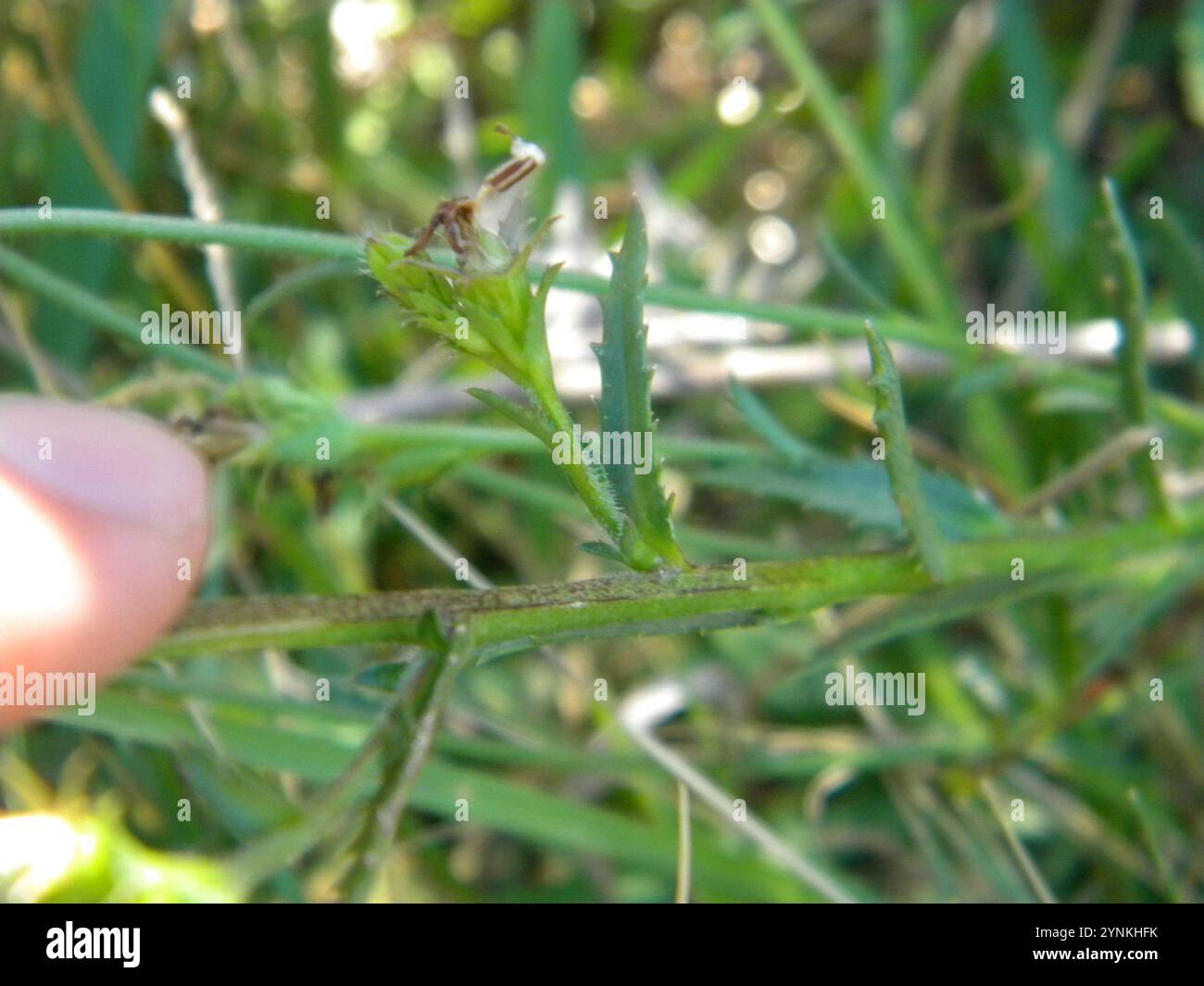 Yellow Oneye (Monopsis lutea Stock Photo - Alamy