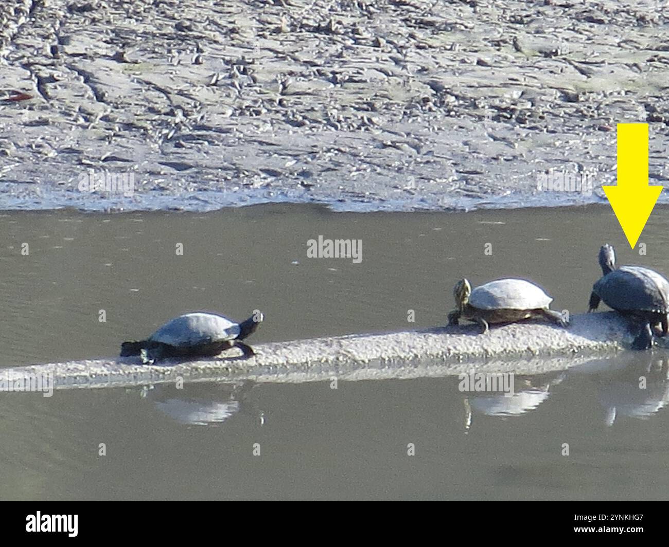 Pond Slider (Trachemys scripta Stock Photo - Alamy