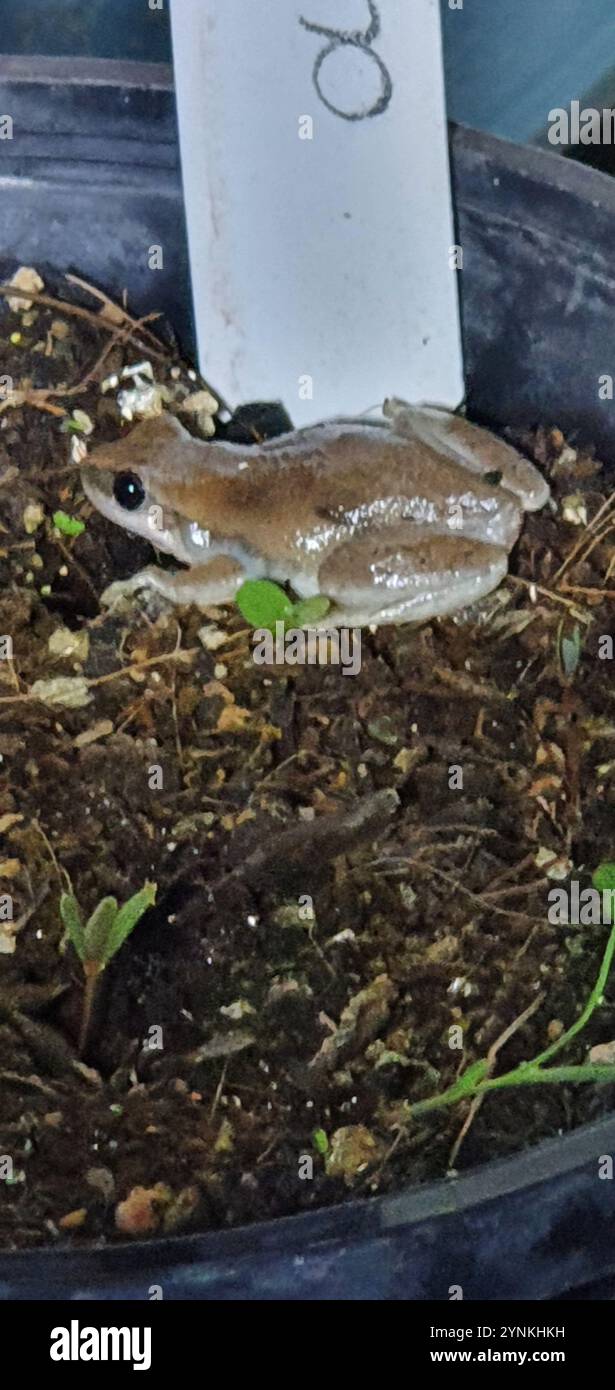 Desert Tree Frog (Litoria rubella Stock Photo - Alamy