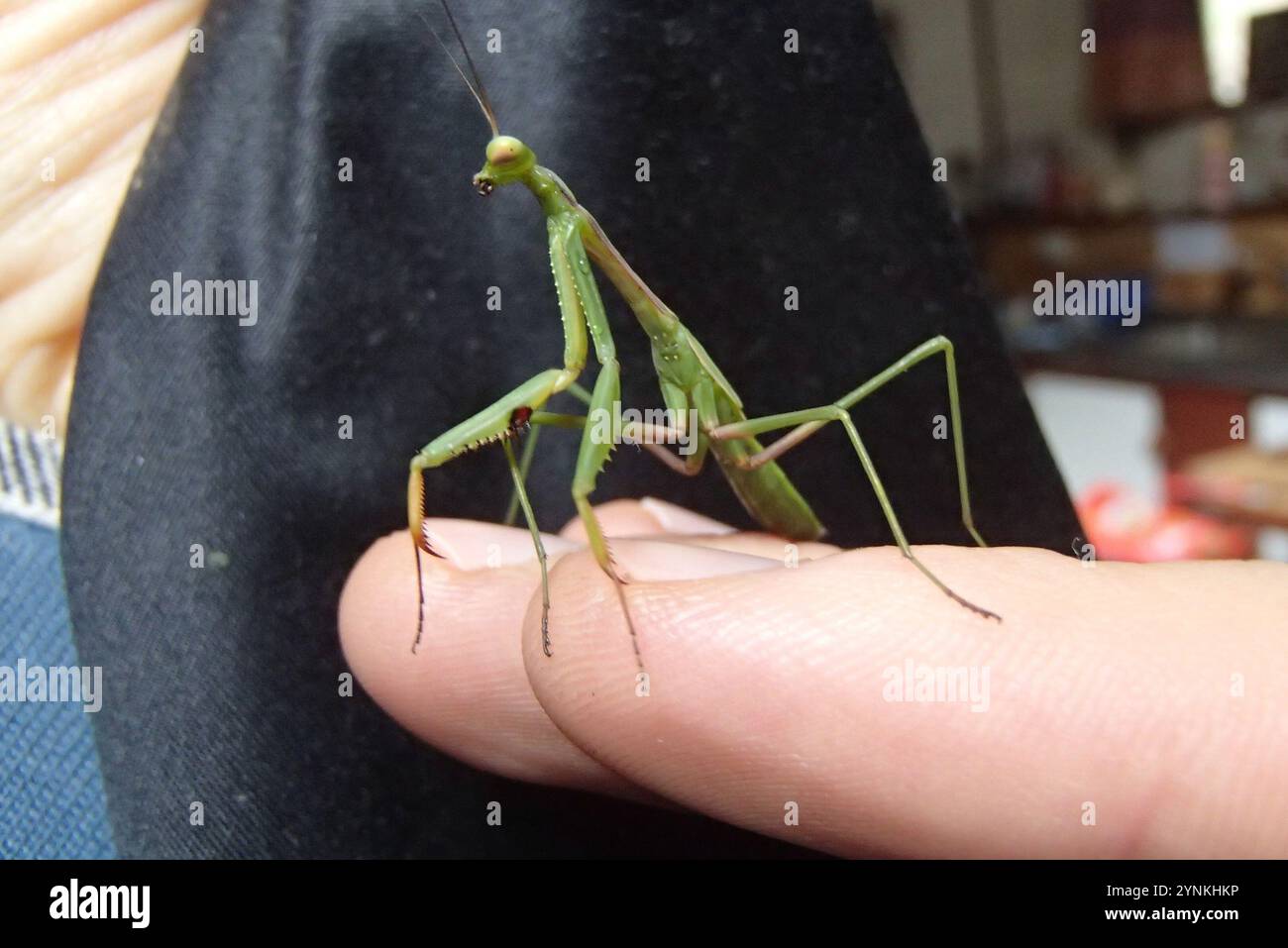 False garden mantis hi-res stock photography and images - Alamy