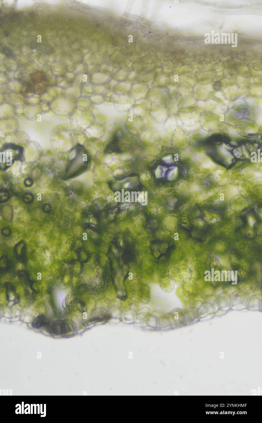 Hemisphaeric Liverwort (Reboulia hemisphaerica Stock Photo - Alamy