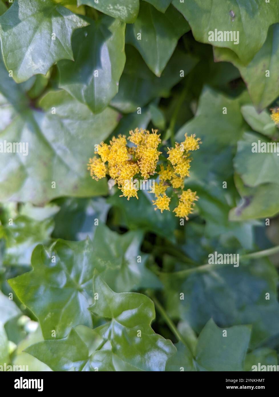 Cape-ivy (Delairea odorata Stock Photo - Alamy