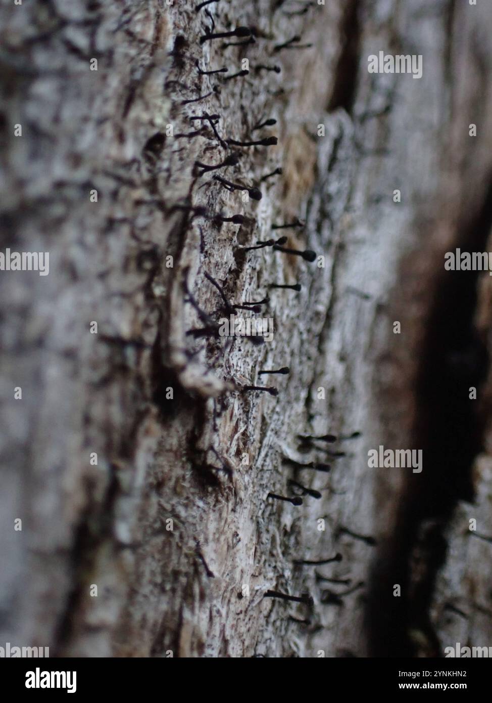 Snag Pin (Mycocalicium subtile Stock Photo - Alamy