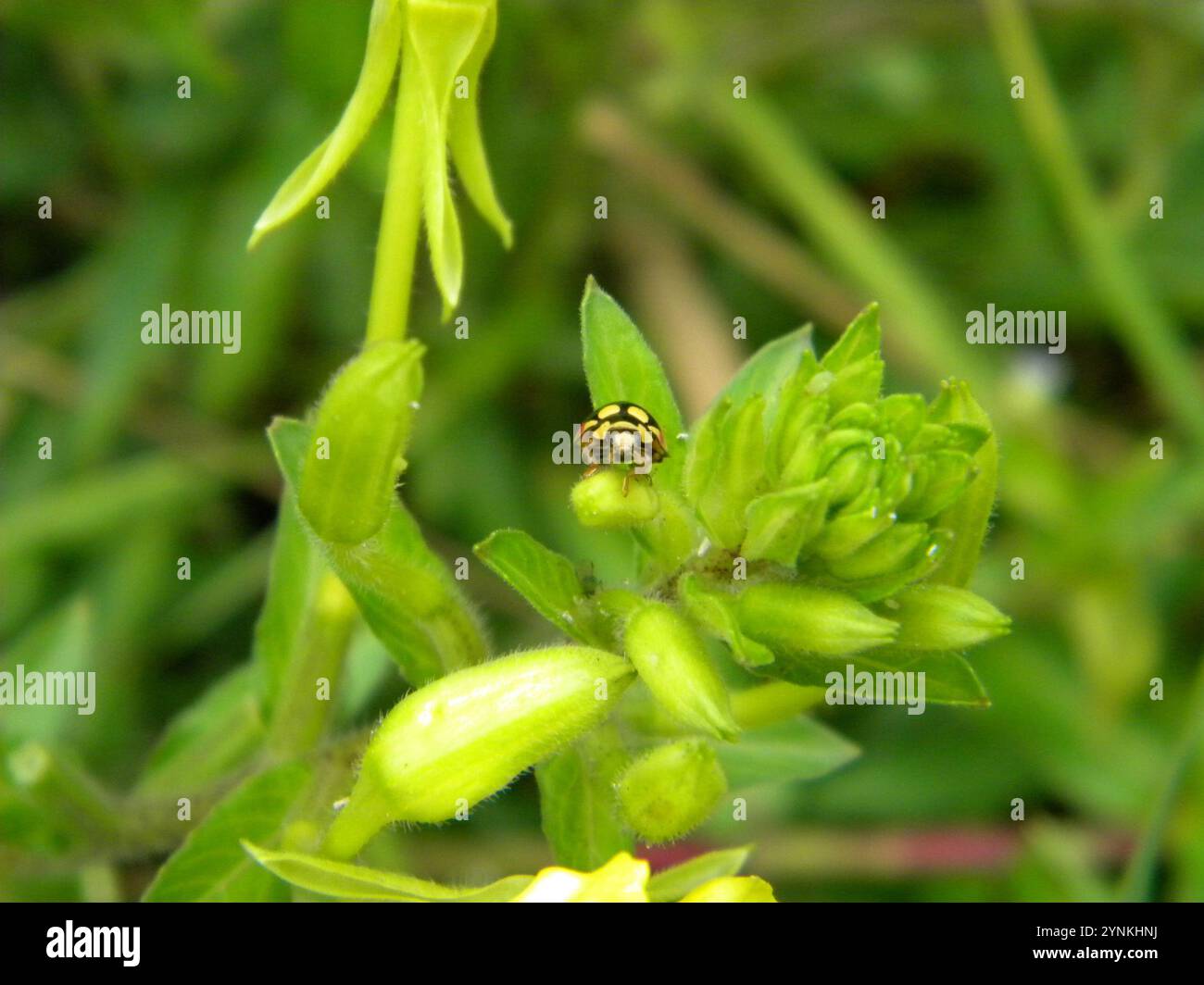 Sulfurous Lady Beetle (Cheilomenes sulphurea Stock Photo - Alamy