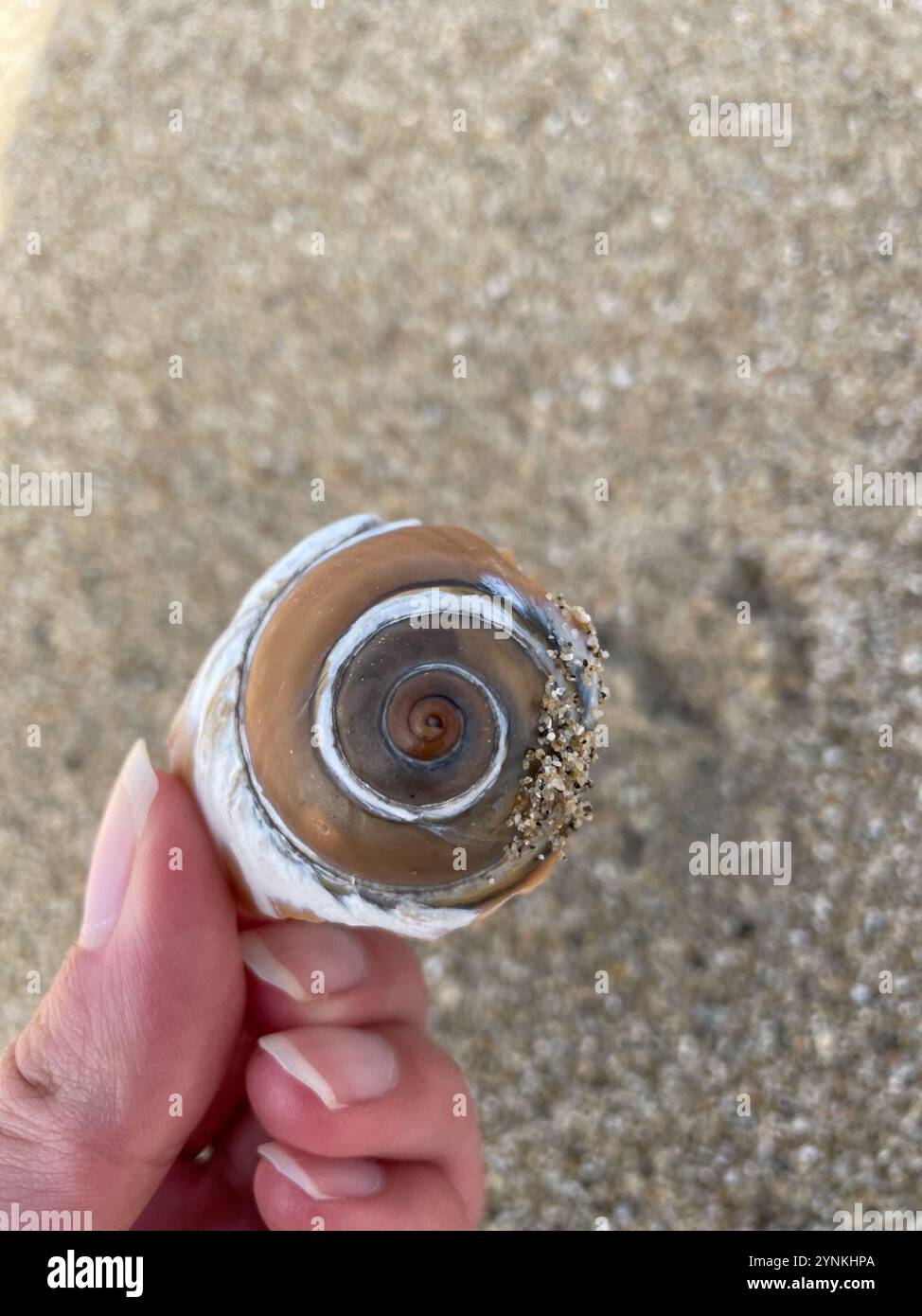 Lewis's Moon Snail (Neverita lewisii Stock Photo - Alamy