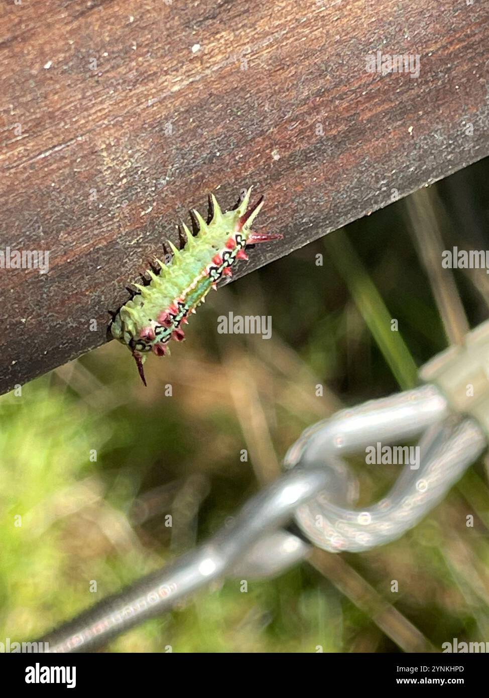 Four-spotted Cup Moth (Doratifera quadriguttata Stock Photo - Alamy