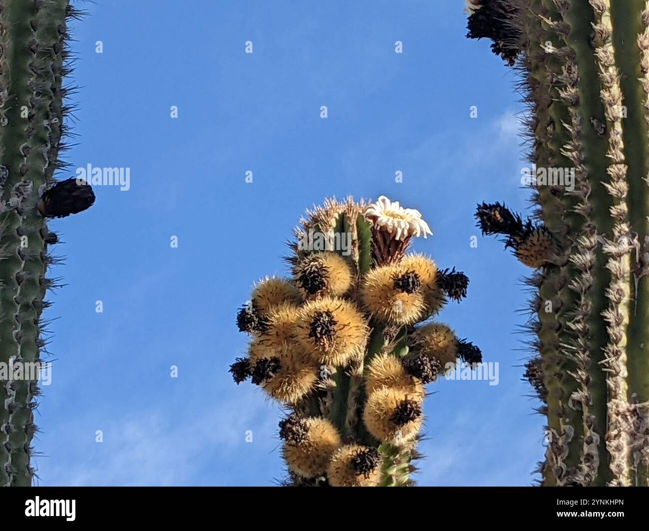 Indian Comb (Pachycereus pecten-aboriginum Stock Photo - Alamy