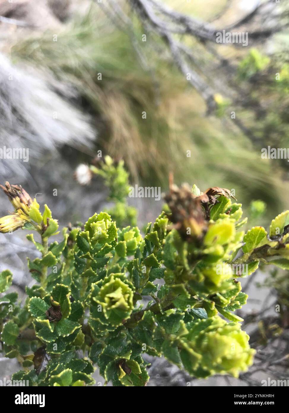 Monticalia arbutifolia hi-res stock photography and images - Alamy