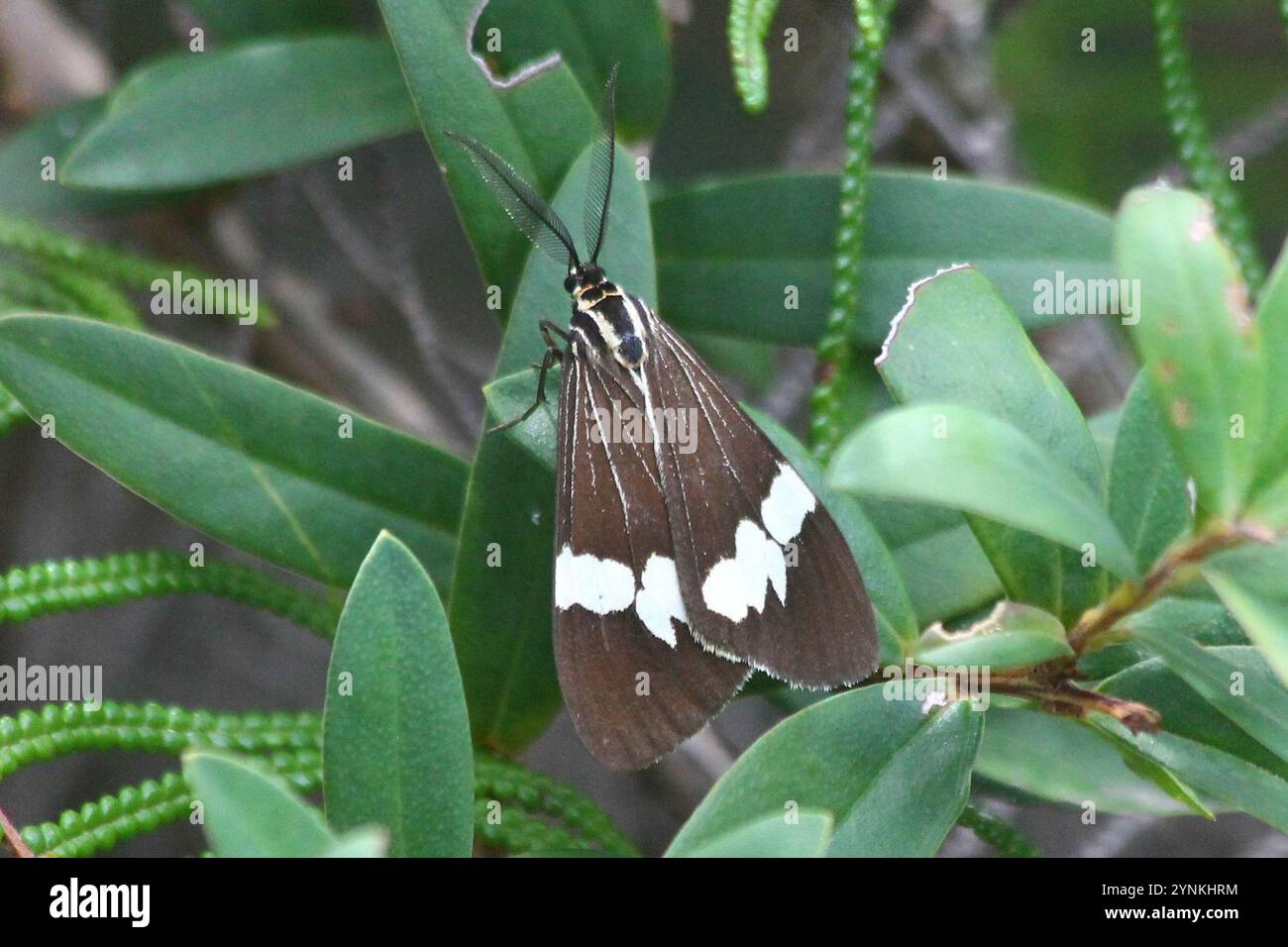 Australian magpie moth (Nyctemera amicus Stock Photo - Alamy