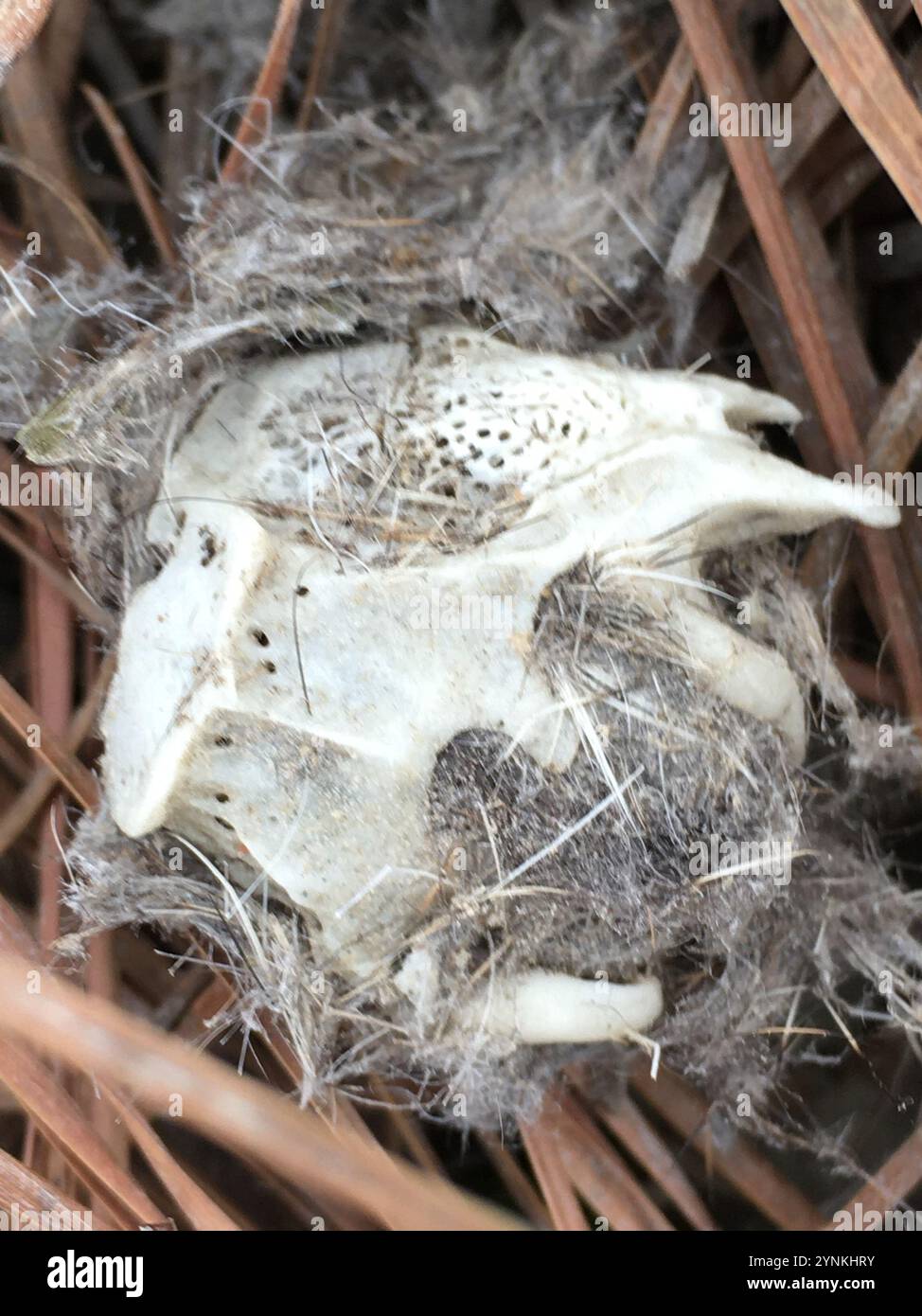 Typical Owls (Strigidae Stock Photo - Alamy