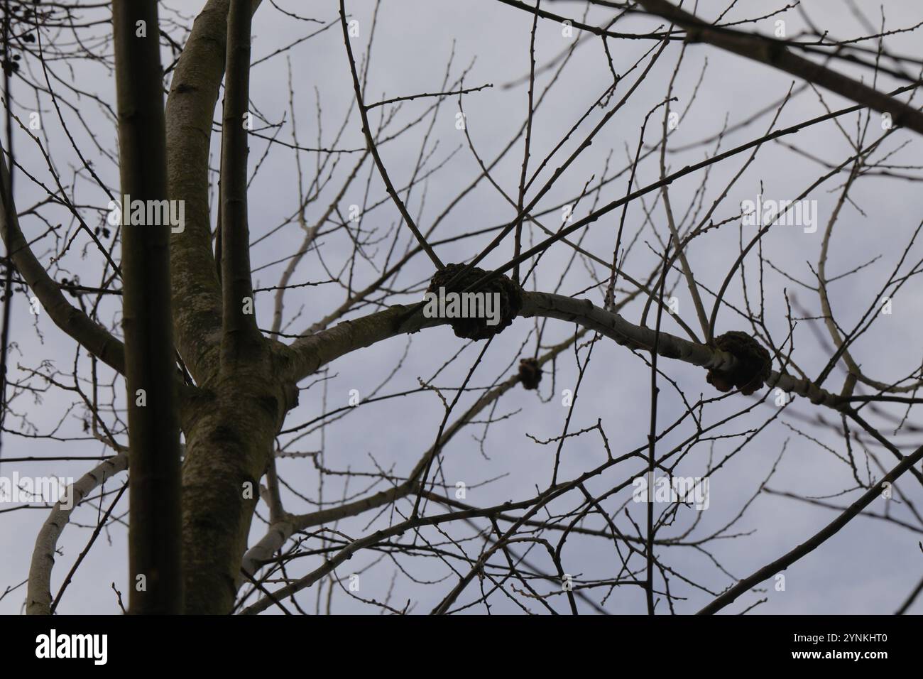 bacterial crown gall (Agrobacterium radiobacter Stock Photo - Alamy