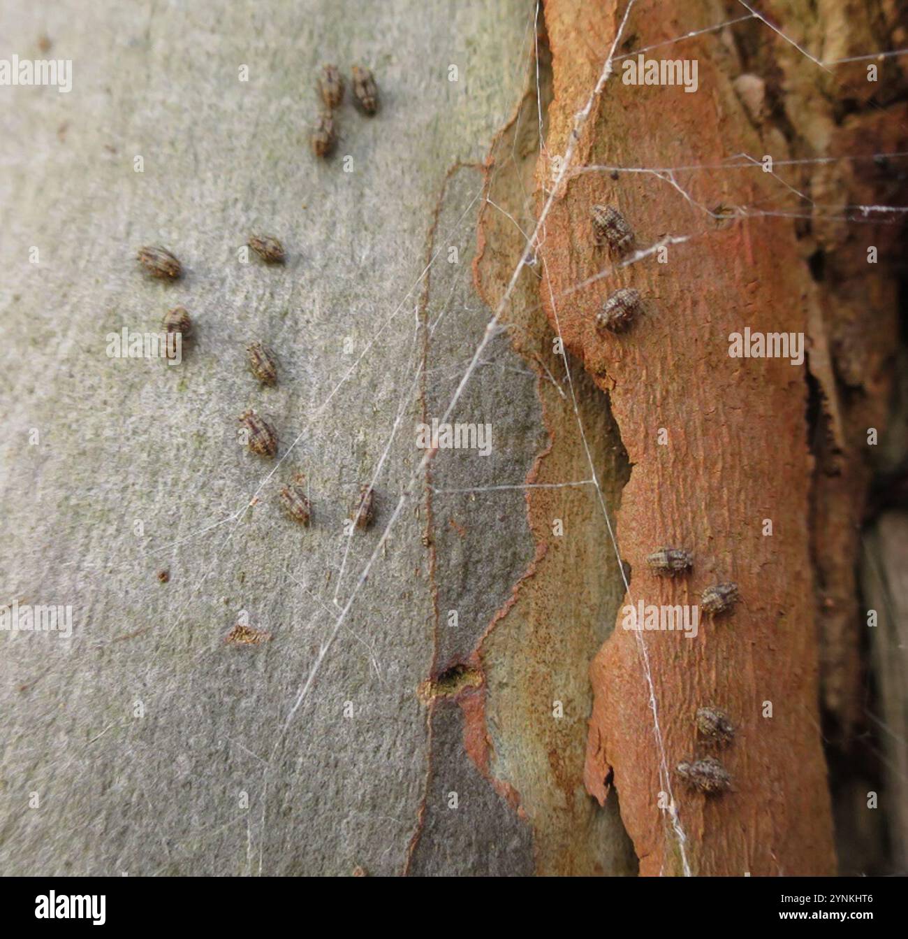 Barklice, Booklice, and Parasitic Lice (Psocodea Stock Photo - Alamy