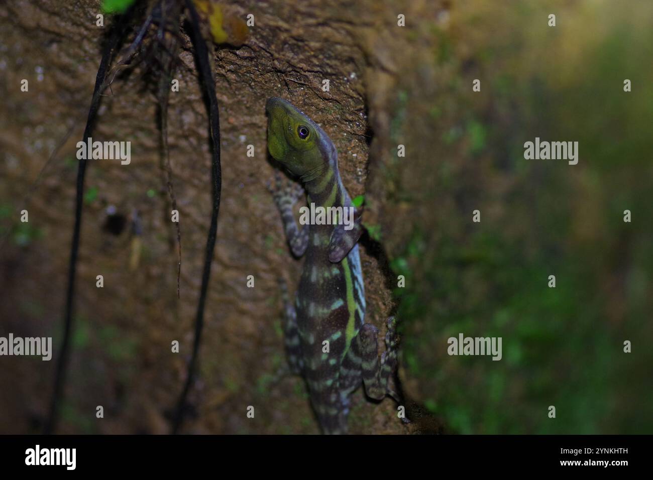 Anolis aquaticus hi-res stock photography and images - Alamy