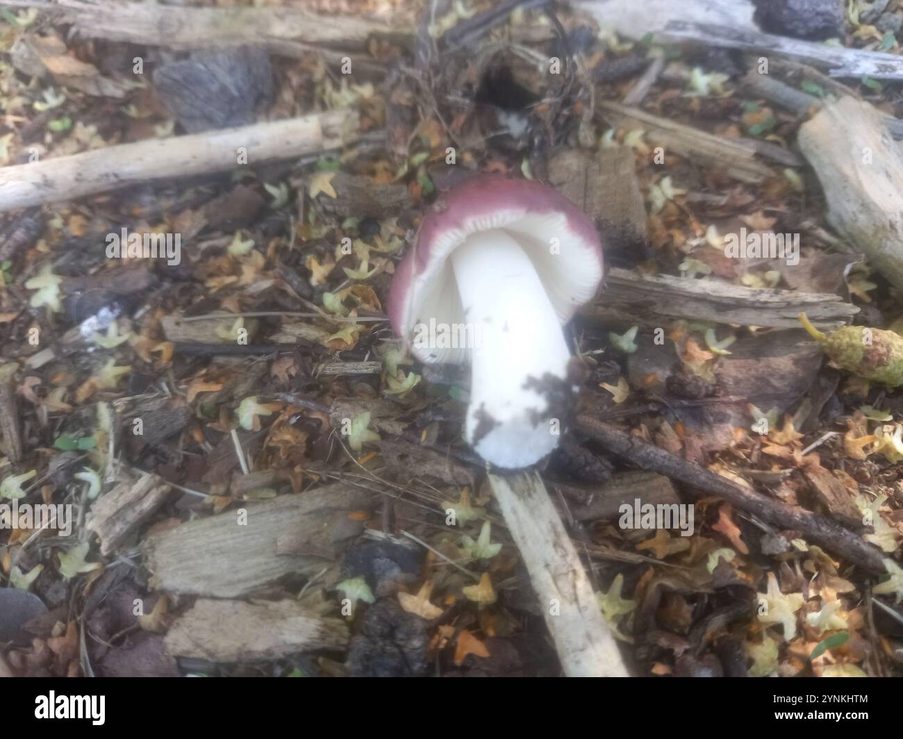 Purple Swamp Brittlegill (Russula nitida Stock Photo - Alamy
