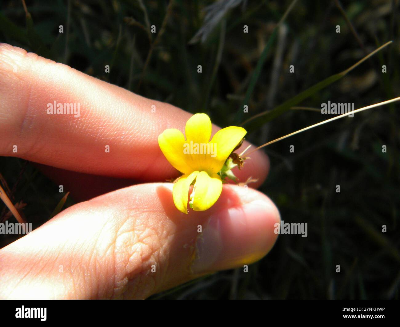 Yellow Oneye (Monopsis lutea Stock Photo - Alamy