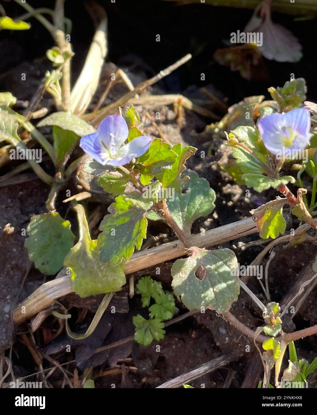 bird's-eye speedwell (Veronica persica Stock Photo - Alamy
