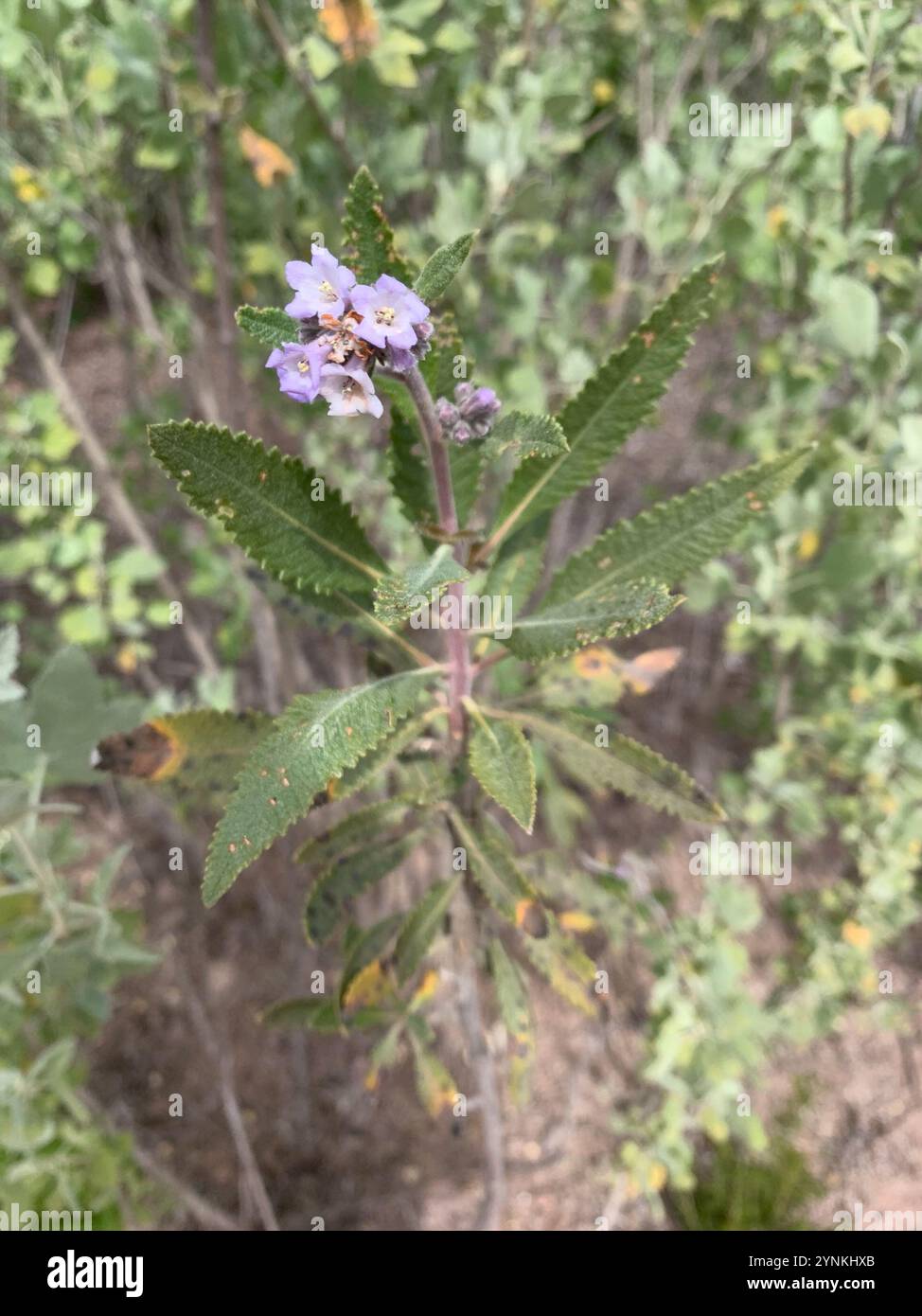 Thick-leaved Yerba Santa (Eriodictyon crassifolium Stock Photo - Alamy