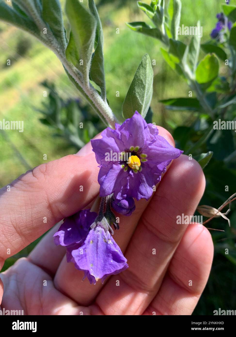 bluewitch nightshade (Solanum umbelliferum Stock Photo - Alamy