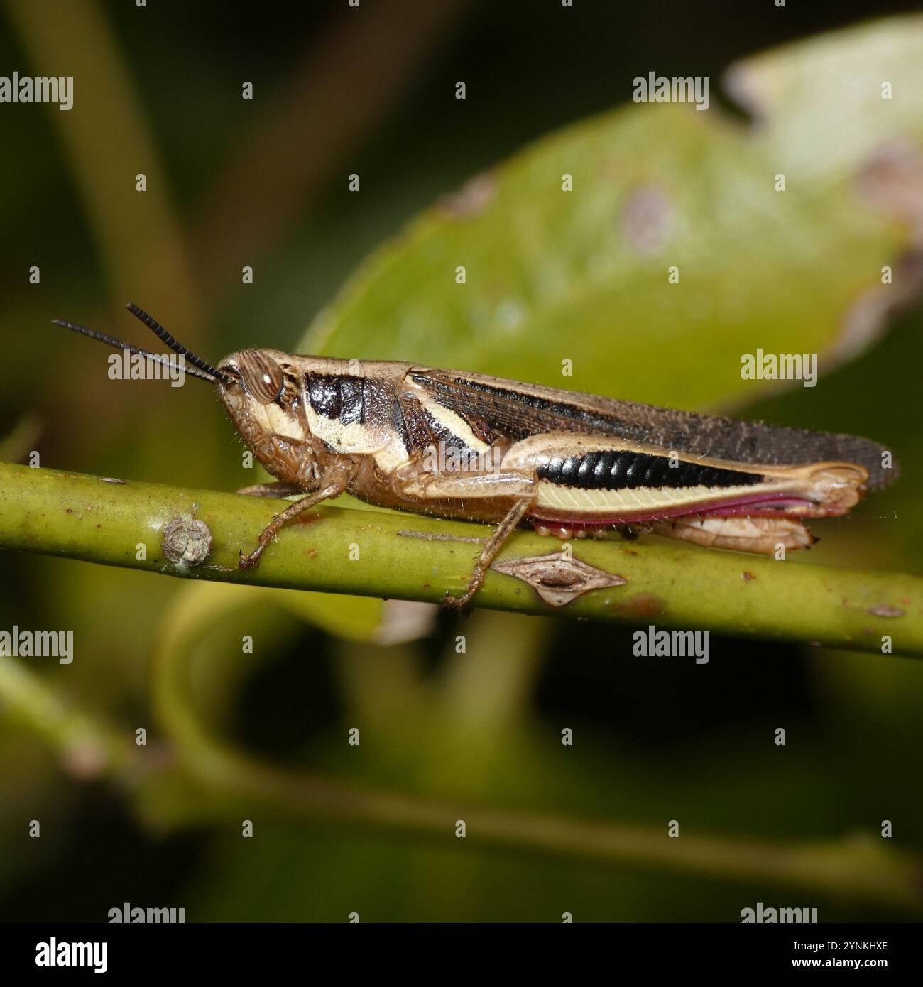 Spur-throated Grasshoppers (Catantopinae Stock Photo - Alamy