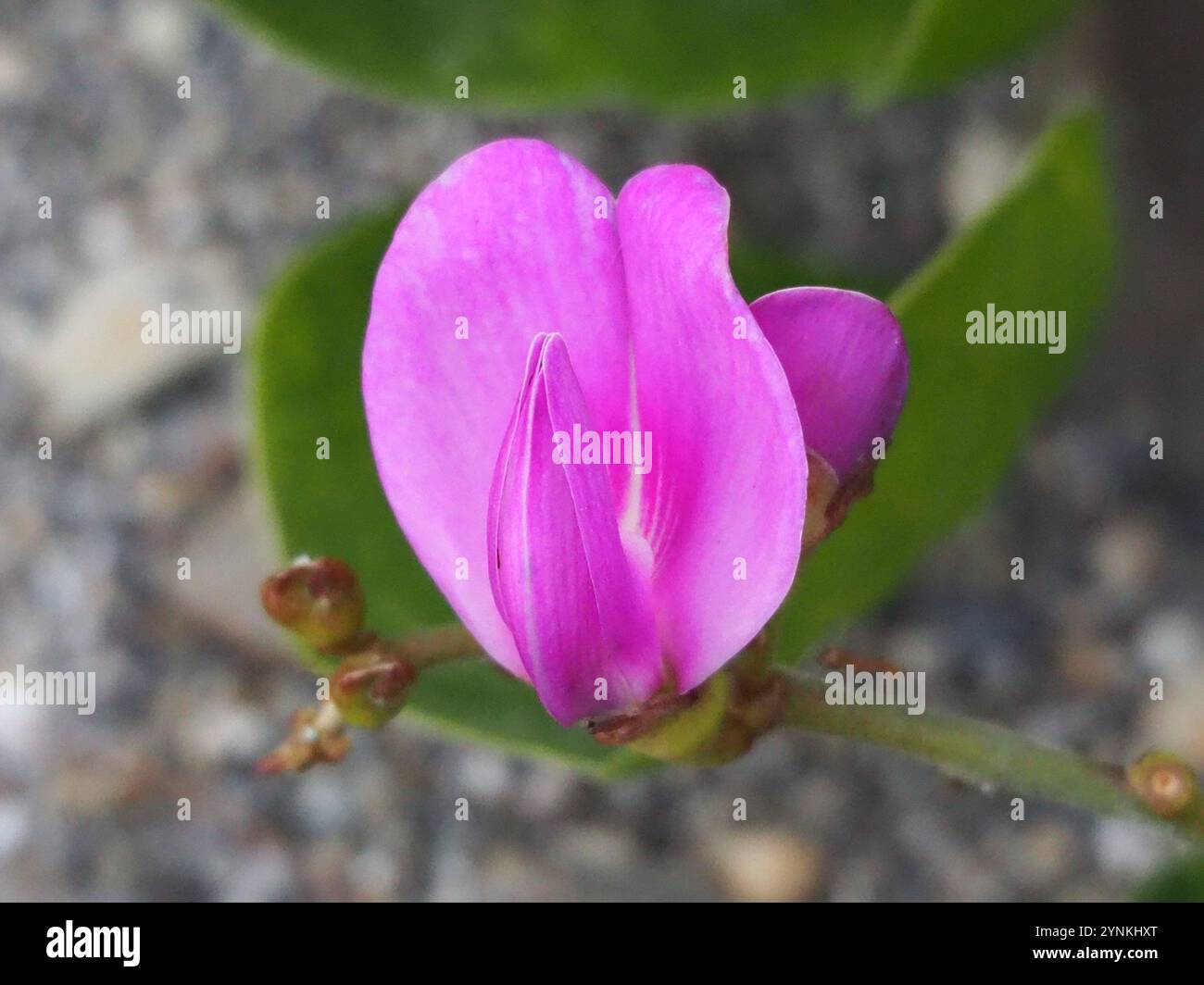 Beach Bean (Canavalia rosea Stock Photo - Alamy