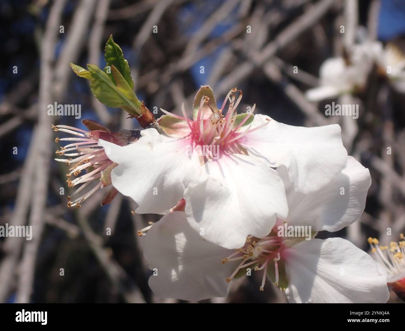 Almond (Prunus amygdalus Stock Photo - Alamy