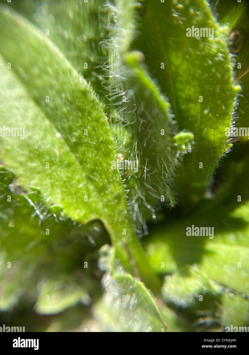 dwarf plantain (Plantago virginica Stock Photo - Alamy