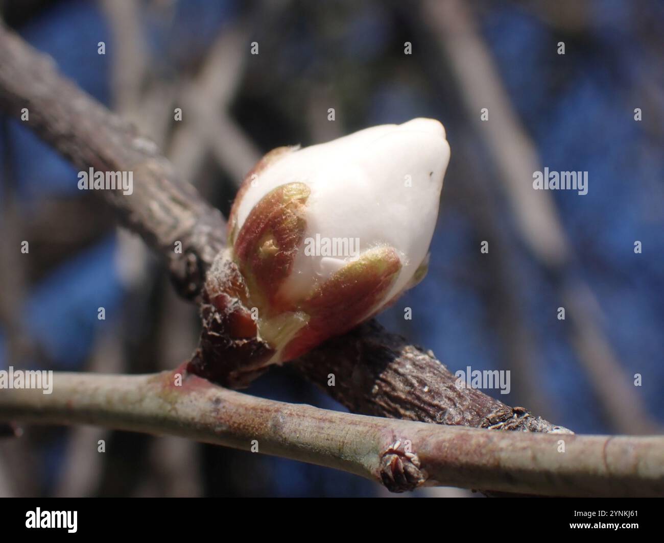 Almond (Prunus amygdalus Stock Photo - Alamy
