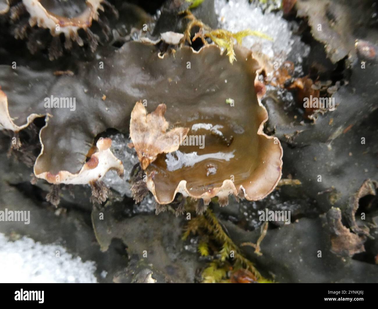 horizontal pelt lichen (Peltigera horizontalis Stock Photo - Alamy